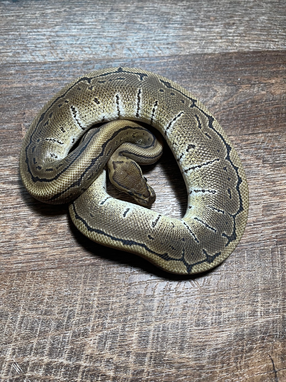Pinstripe Het Ultramel Ball Python by Reptibuy - MorphMarket