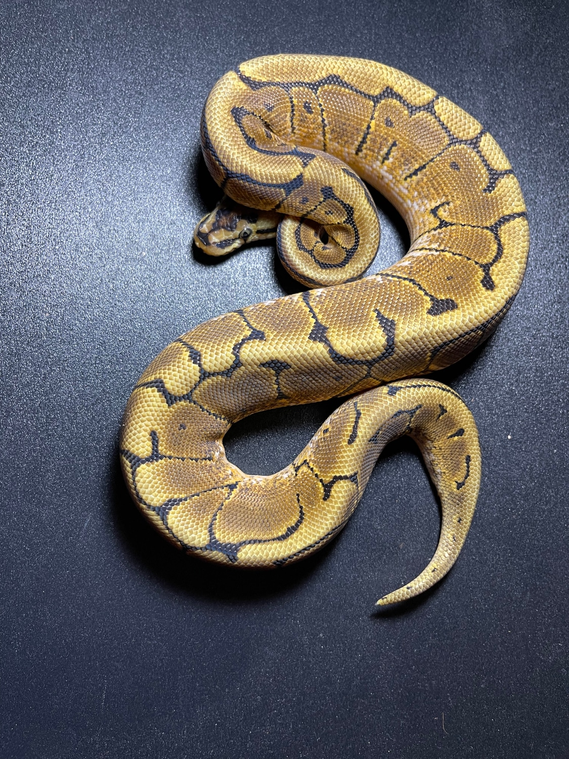 Spider 50% Het Monsoon Ball Python by Reptibuy - MorphMarket