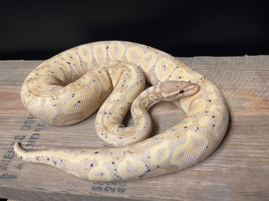 Banana Mojave 50% Het Monsoon Clown VPI Axanthic Ball Python by Reptibuy