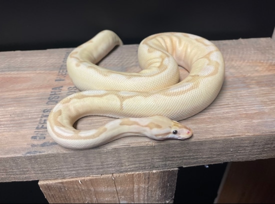 Breeding Group Monsoon Clown Axanthic Cryptic Ball Python by Reptibuy