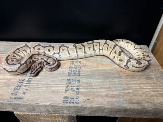 1.0 Mojave Spider 50% Het Monsoon Vpi Axanthic Clown Ball Python by ...