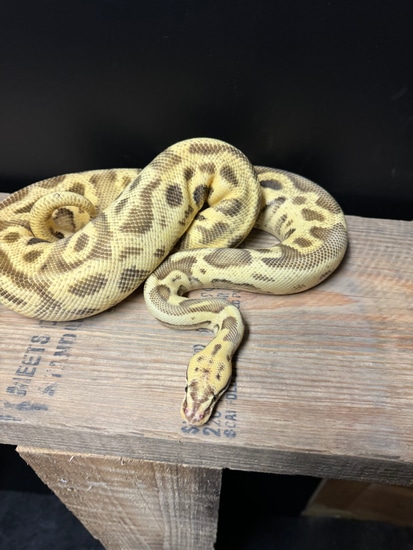 Leopard Spotnose Enchi Pastel 100% Het Clown Ball Python by Reptibuy
