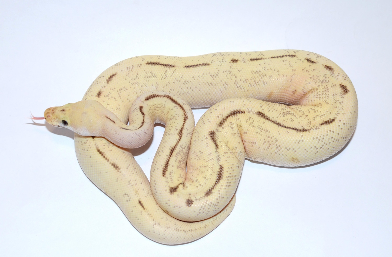 Male Super Enchi Bumblebee Clown Ball Python by Casey Lazik Reptiles ...