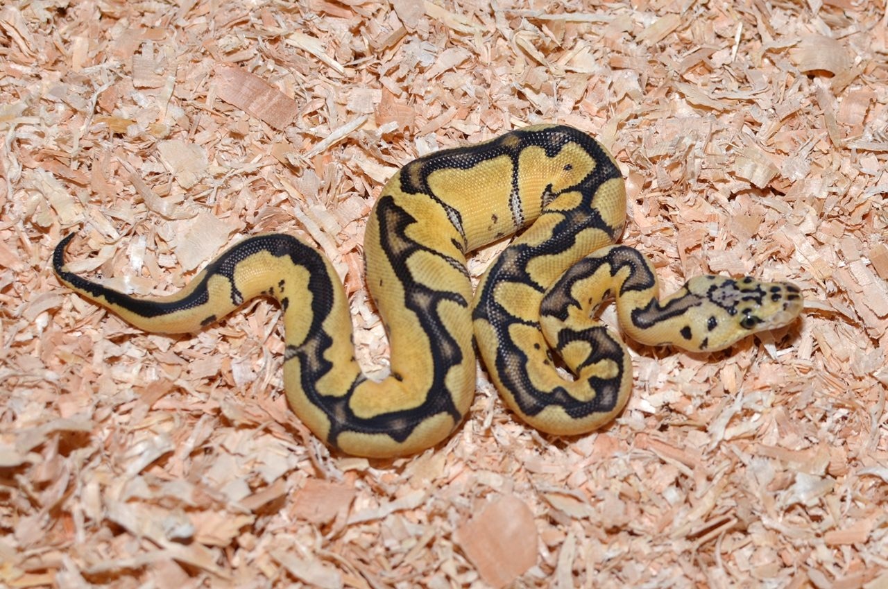 Pastel Clown Ball Python by Casey Lazik Reptiles - MorphMarket