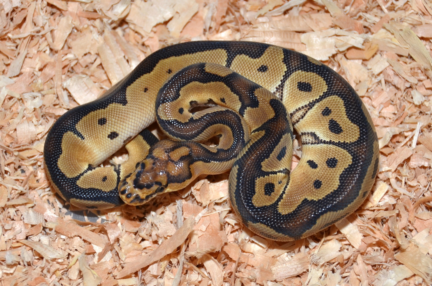 Male Clown Ball Python by Casey Lazik Reptiles - MorphMarket