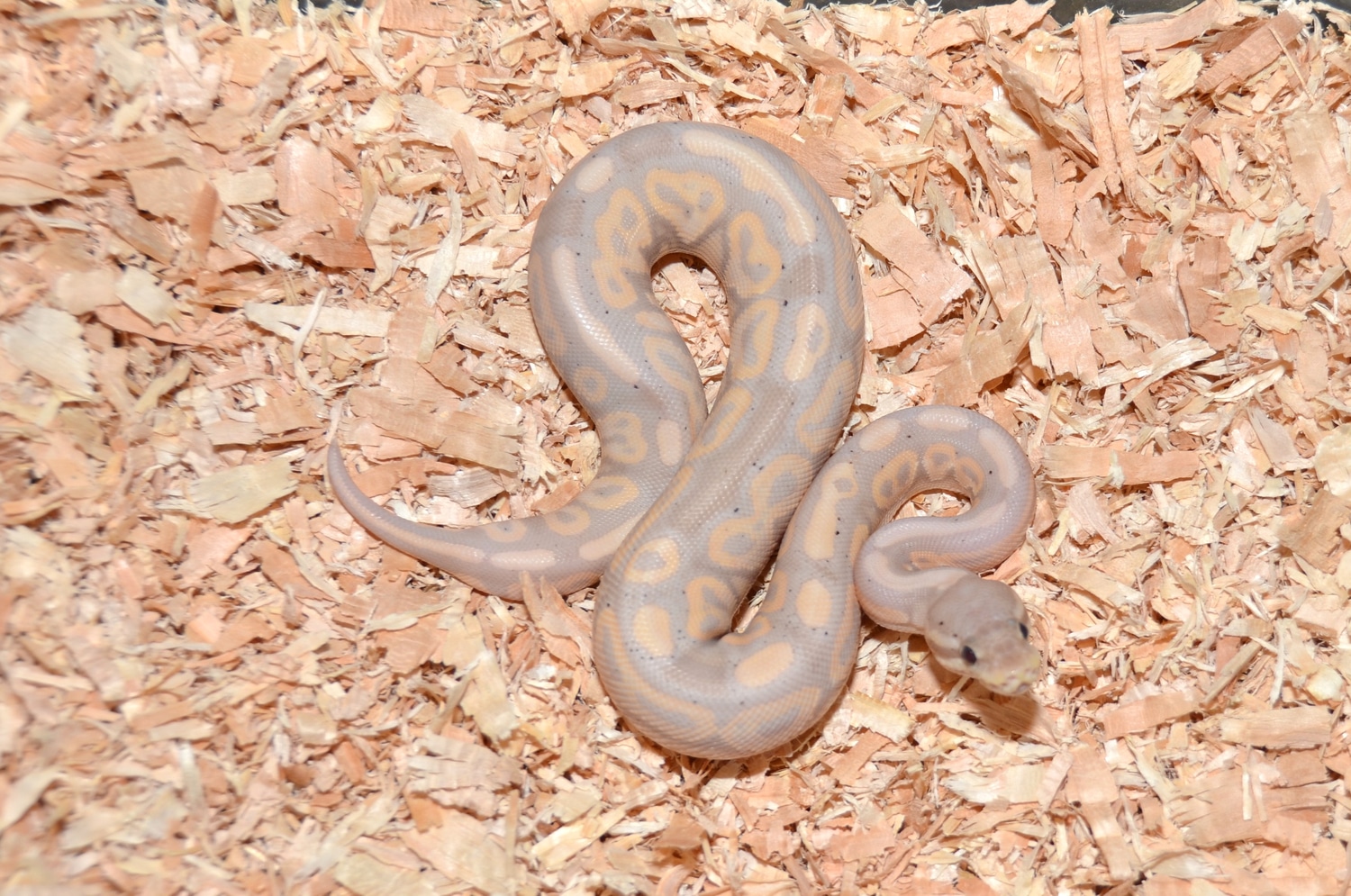Black Pastel Banana Ball Python by Casey Lazik Reptiles - MorphMarket