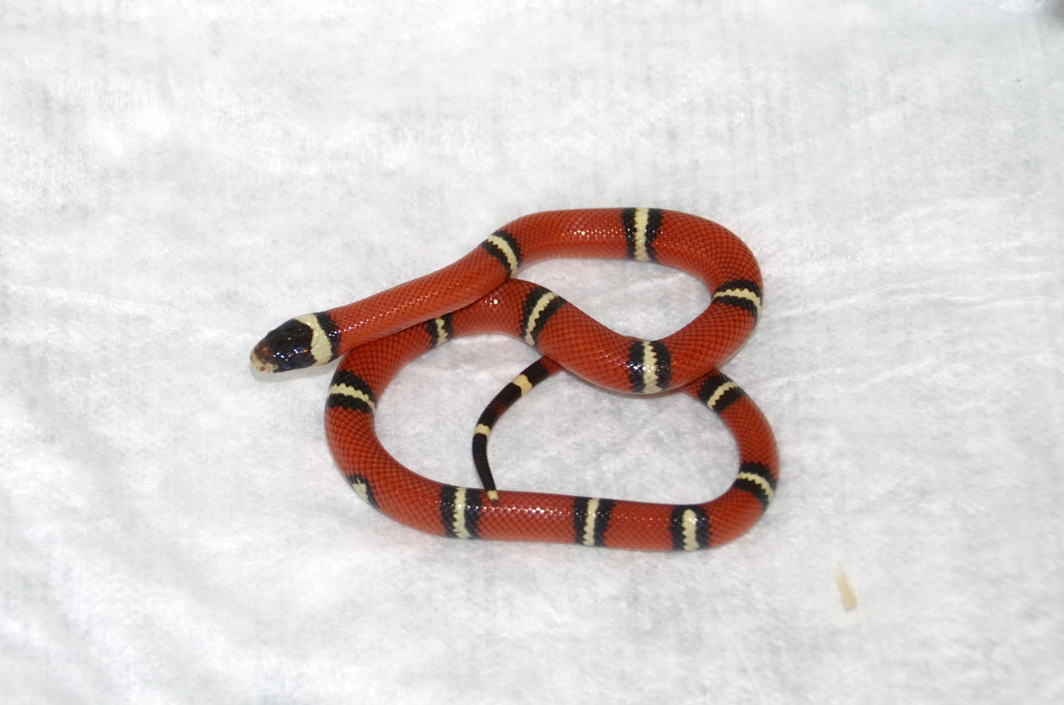 Female Cosala Sinaloan Milk Snake by Casey Lazik Reptiles - MorphMarket