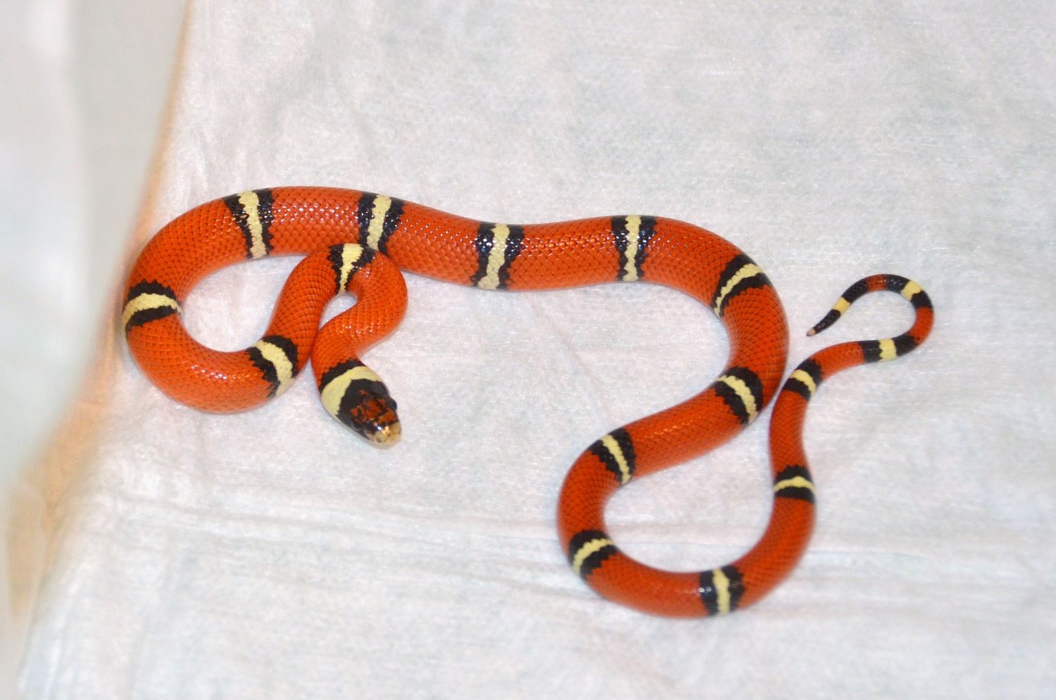 Cosala Sinaloan Milk Snake by Casey Lazik Reptiles - MorphMarket