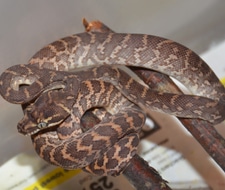 Rough-scaled Pythons for Sale - MorphMarket US & Canada