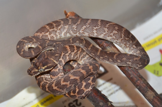 Female Rough-scaled Python Rough-Scaled Python by Casey Lazik Reptiles
