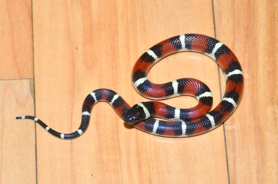 McMullen County Mexican Milk Snake by Casey Lazik Reptiles