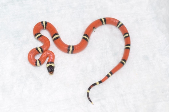 Female Cosala Sinaloan Milk Snake by Casey Lazik Reptiles