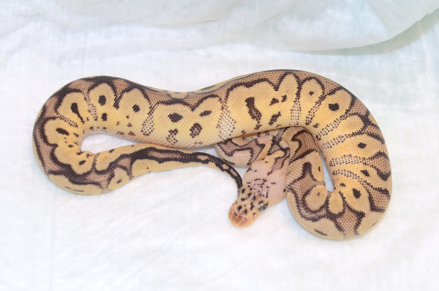 Female Pastel Clown Ball Python by Casey Lazik Reptiles - MorphMarket