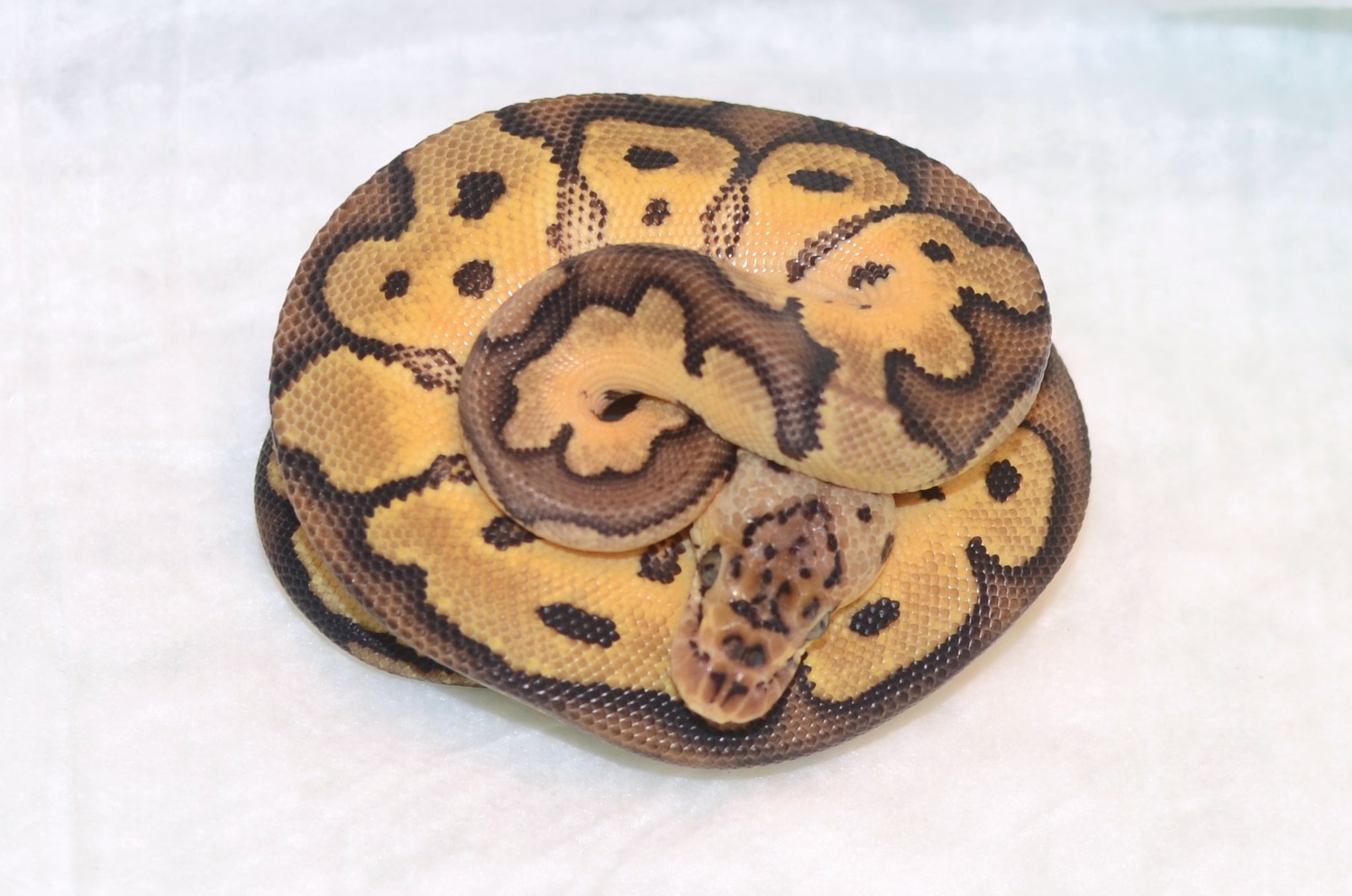 Male Pastel Clown Ball Python by Casey Lazik Reptiles - MorphMarket