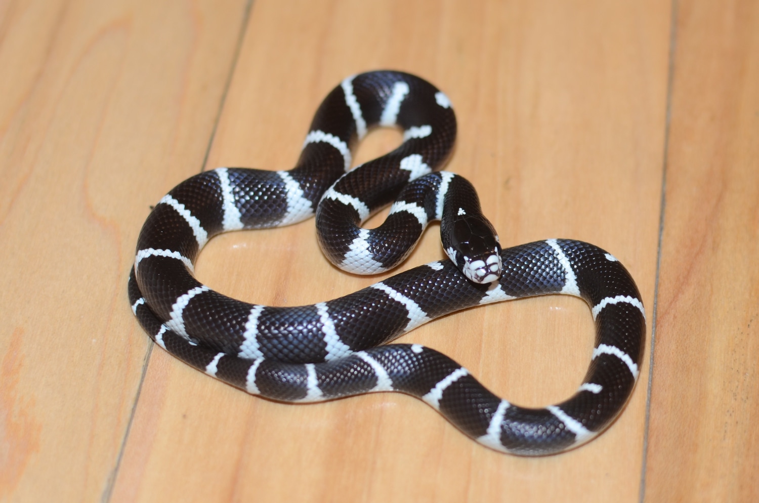Maricopa County California Kingsnake by Casey Lazik Reptiles - MorphMarket
