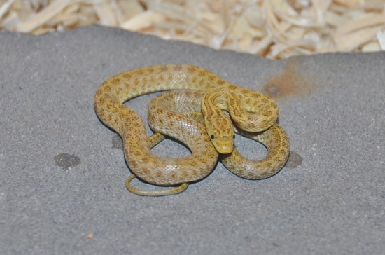 2023 Patagonia Green Rat Snake by Casey Lazik Reptiles