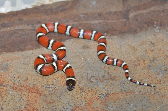 Brewster County, TX Pair New Mexico Milk Snake by Casey Lazik Reptiles