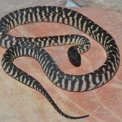 Casey Lazik Reptiles - MorphMarket