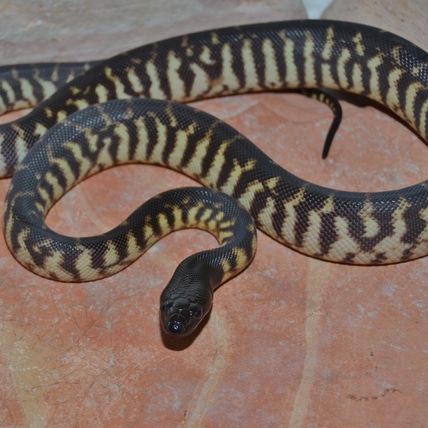 Casey Lazik Reptiles - MorphMarket