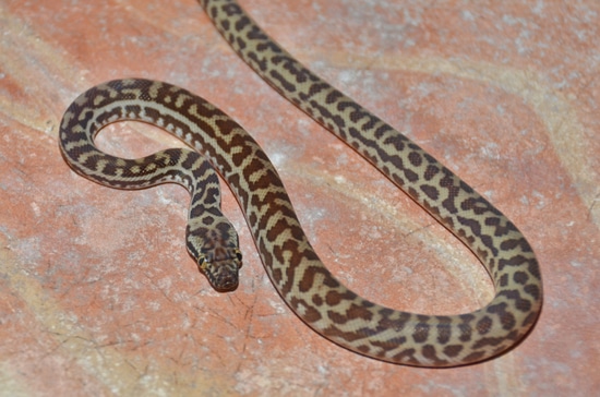 2022 Wheatbelt Pair Stimson's Python by Casey Lazik Reptiles