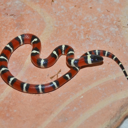 Casey Lazik Reptiles - MorphMarket