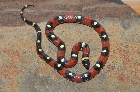 Spectacular Sub-adult Spotted Male Mexican Milk Snake by Casey Lazik ...