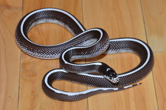 2020 Scissors Crossing Pair California Kingsnake by Casey Lazik Reptiles