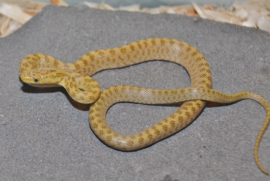 2023 Patagonia Green Rat Snake by Casey Lazik Reptiles