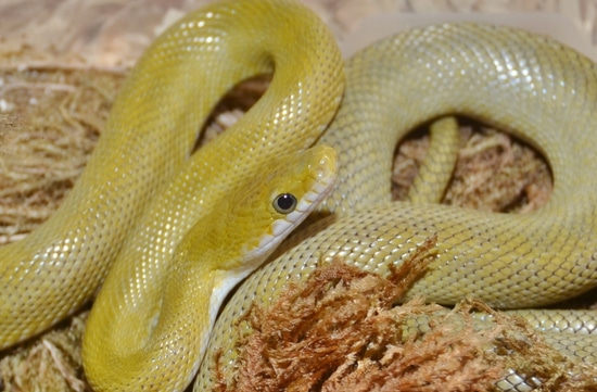 Stunning 2021 Santa Rita Pair Green Rat Snake by Casey Lazik Reptiles