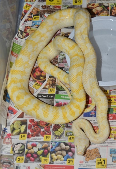 2017 Albino Female Darwin Carpet Python by Casey Lazik Reptiles