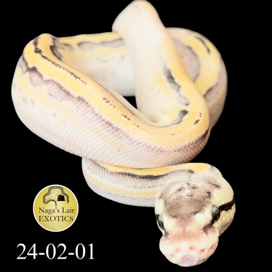 Pastel Super Stripe Ball Python by Naga’s Lair Exotics