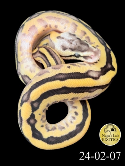 Pastel Leopard Enchi Gravel Specter Ball Python by Naga’s Lair Exotics