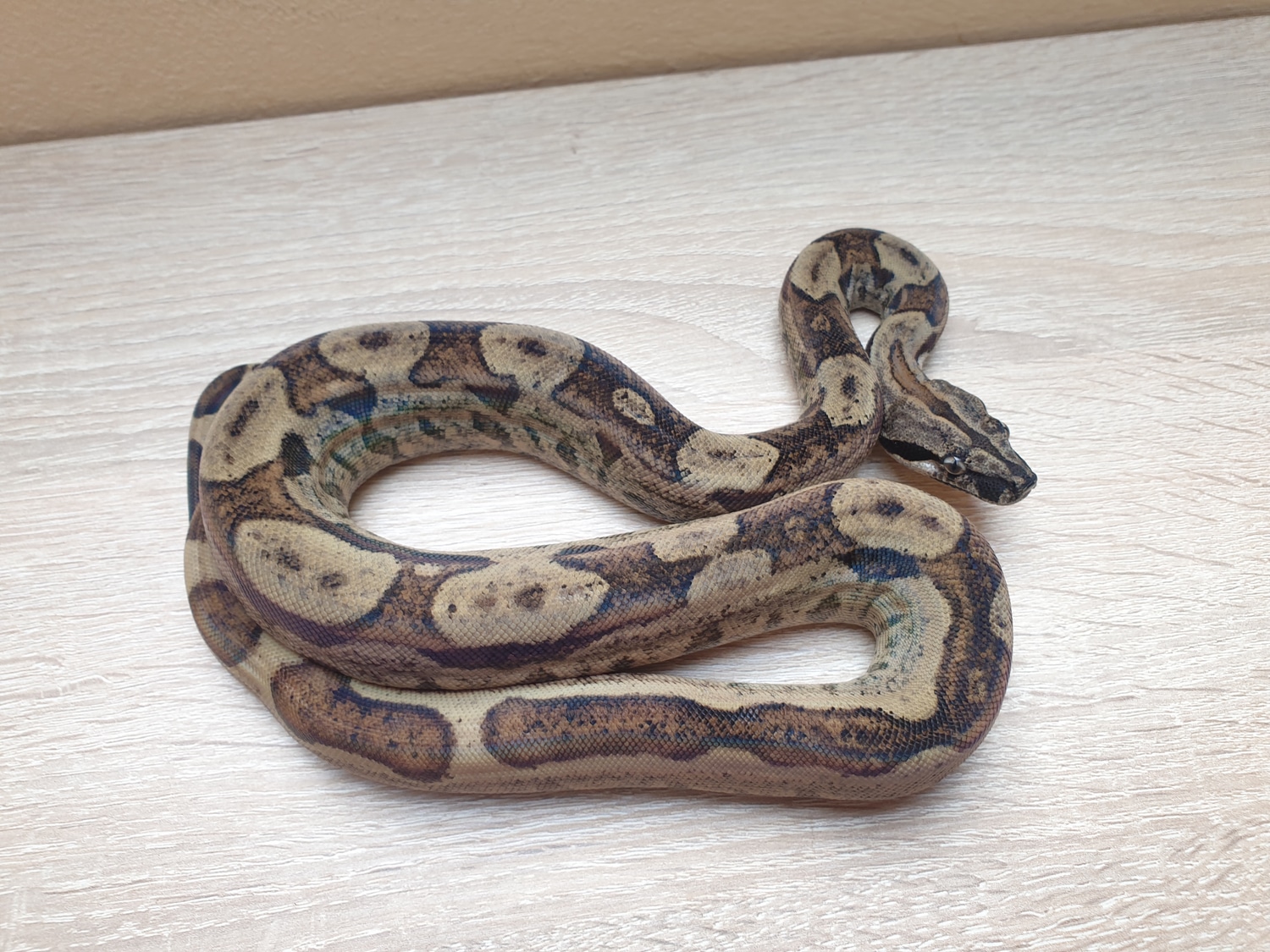 Poss Super Hypo IMG Jungle Boa Constrictor by CaspeReptiles - MorphMarket