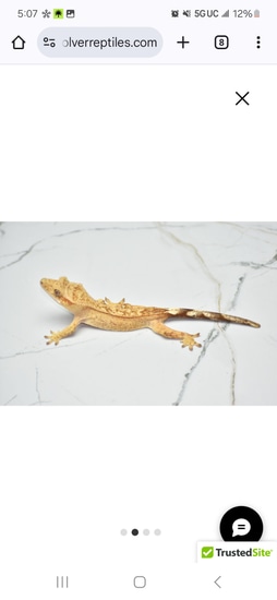 Possible Het Axanthic Speckled Reverse Pinstripe Crested Gecko by ...