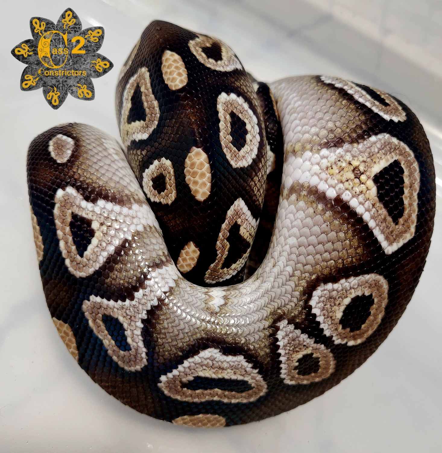 $260 Shipped Mojave (Very Dark) Ball Python by CASS Constrictors ...