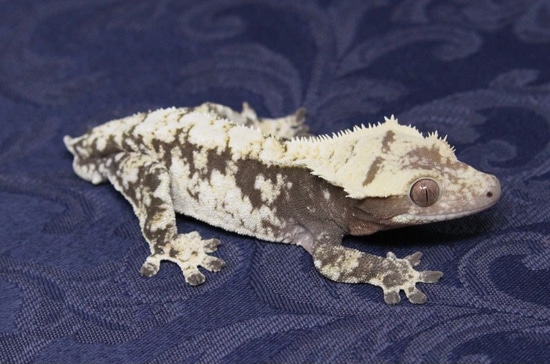 High White Harley Crested Gecko by What The Geck