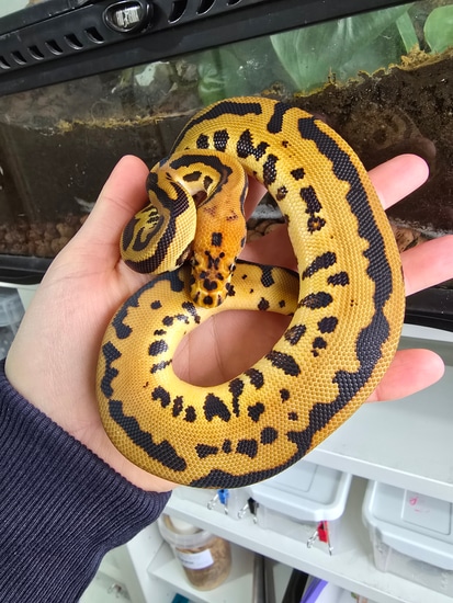 Batman Ball Python by CM MORPHS