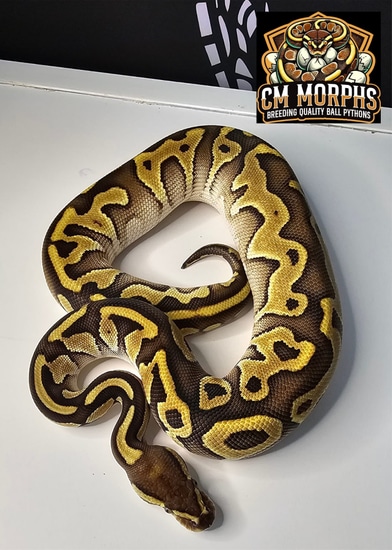 Lesser Hurricane Het Clown Ball Python by CM MORPHS
