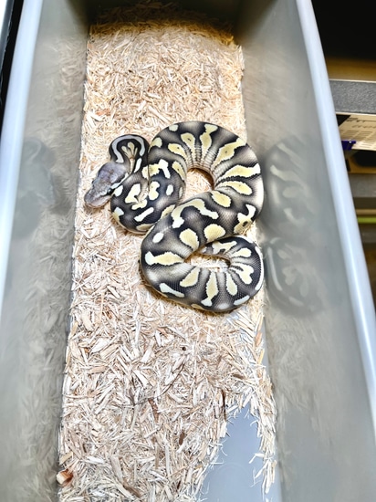 Pastel Chocolate Lesser Desert Ghost 66% Het Hypo Ball Python by Flux