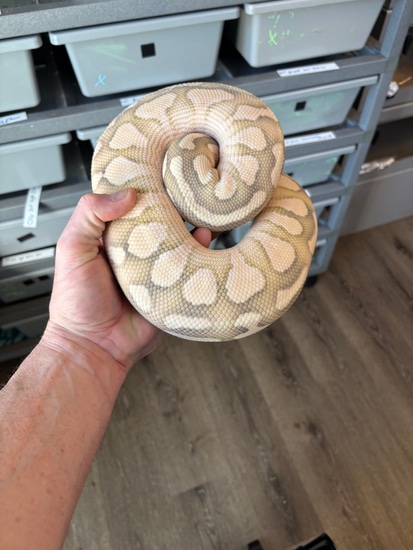 Pastel Desert Ghost Lesser Het Hypo Ball Python by Flux