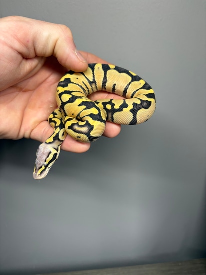 Pastel Chocolate Desert Ghost Het Hypo Ball Python by Flux