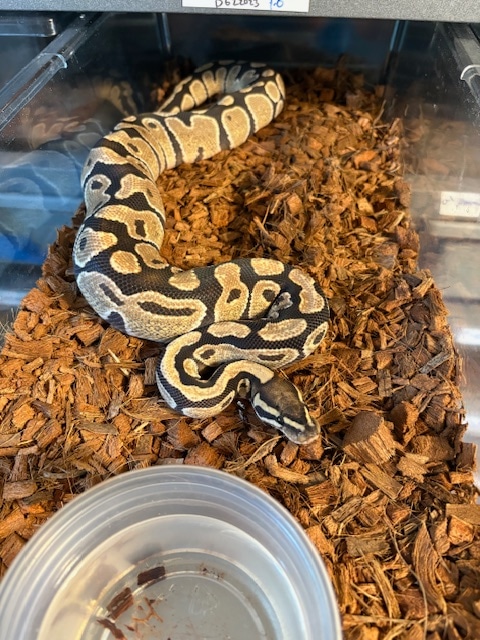PB 1.0 Desert Ghost Het TSK Axanthic