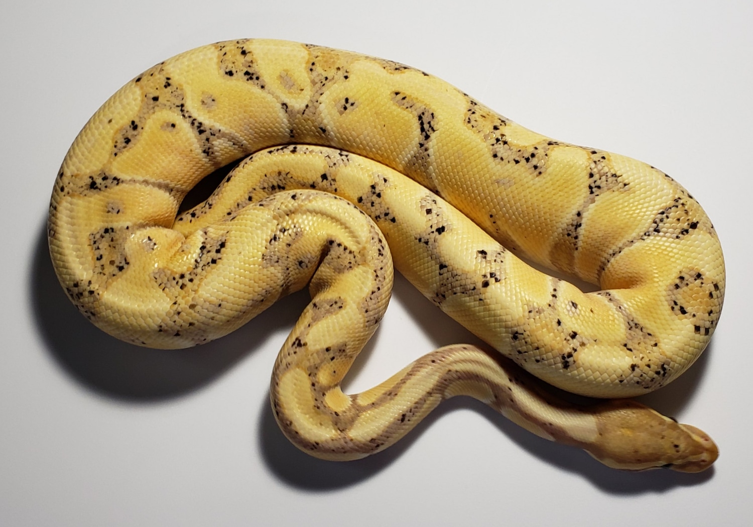 Banana 66% Het Clown (Pos Blade) Ball Python by Wild West Pythons ...