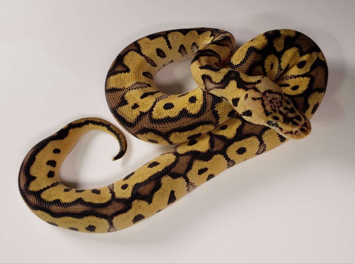 Pastel Clown 50% Het Albino Ball Python by Wild West Pythons - MorphMarket