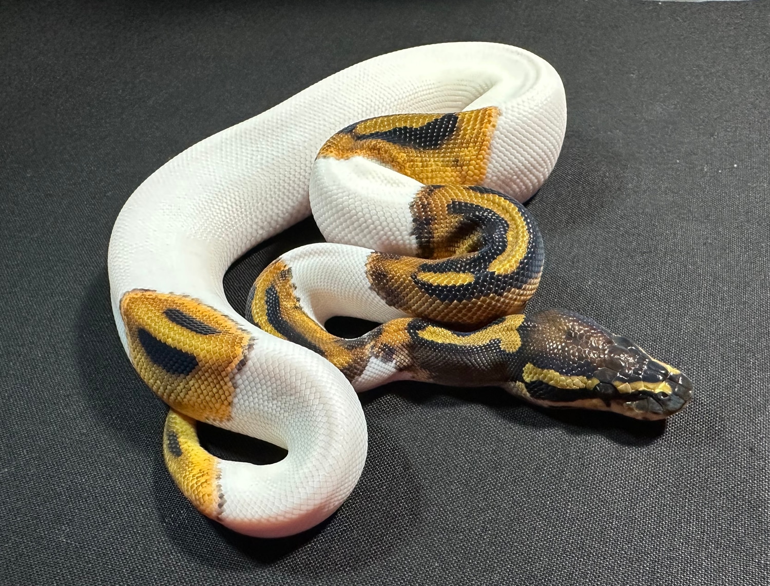 Piebald Ball Python by Wild West Pythons - MorphMarket