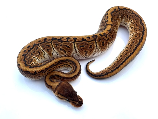 Black Pastel Pinstripe 50% Het Clown Ball Python by Wild West Pythons