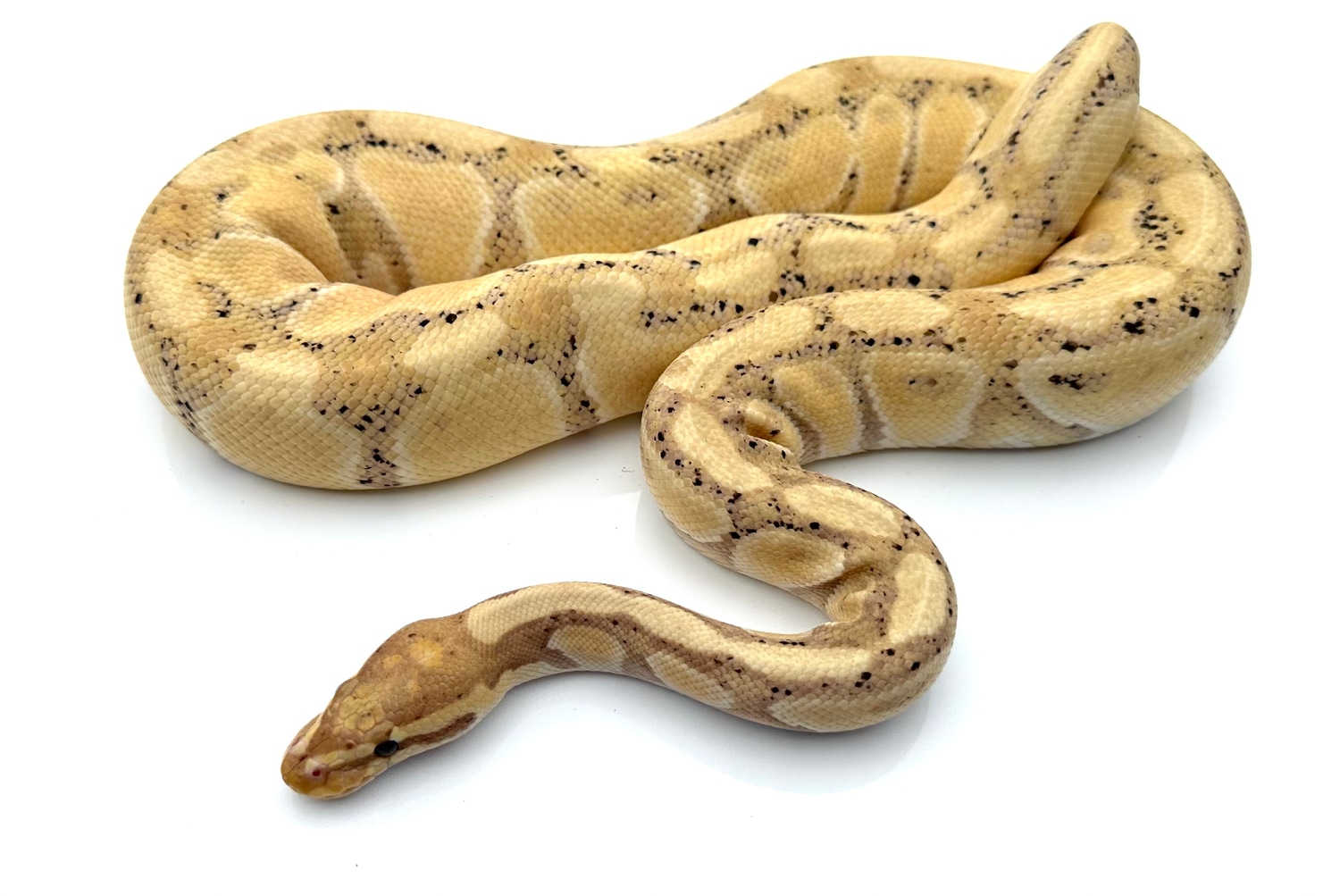 Banana 66% Het Clown (Ready To Breed) Ball Python by Wild West Pythons ...