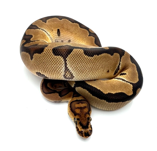 Clown 50% Het Albino Ball Python by Wild West Pythons