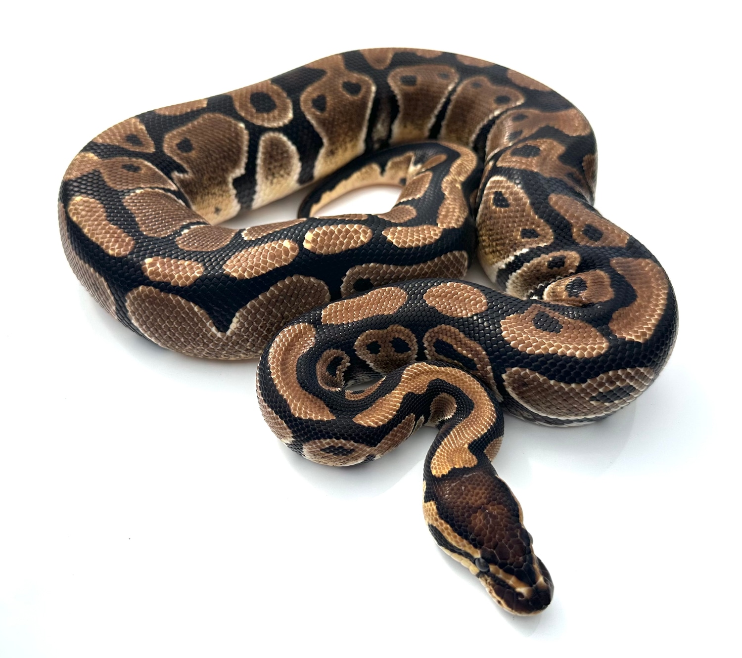 66% Het Clown Ball Python by Wild West Pythons - MorphMarket
