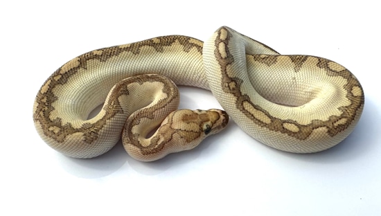 Beautiful Bamboo Clown Ball Python by Wild West Pythons